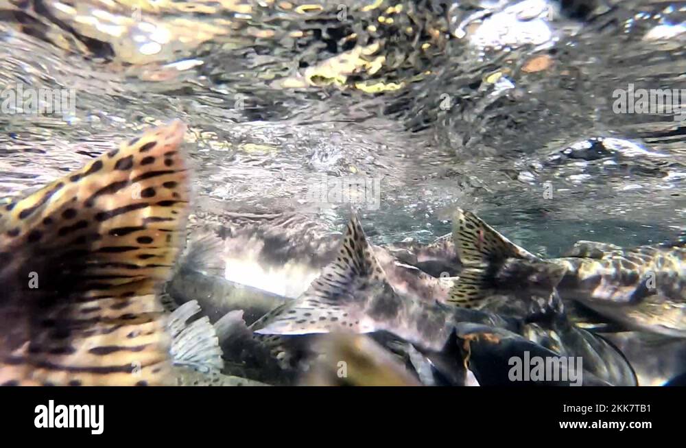 Flock of Salmon Fish Swimming in Shallow Water, Close Up Underwater ...