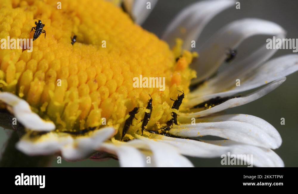 Thrips on daisy, order Thysanoptera, slender insects, thrip Stock Video ...