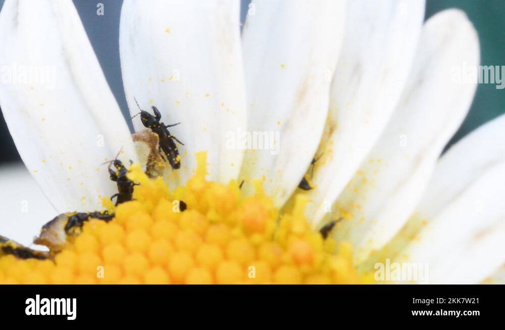 Thrips on daisy, (order Thysanoptera) slender insects Stock Video ...