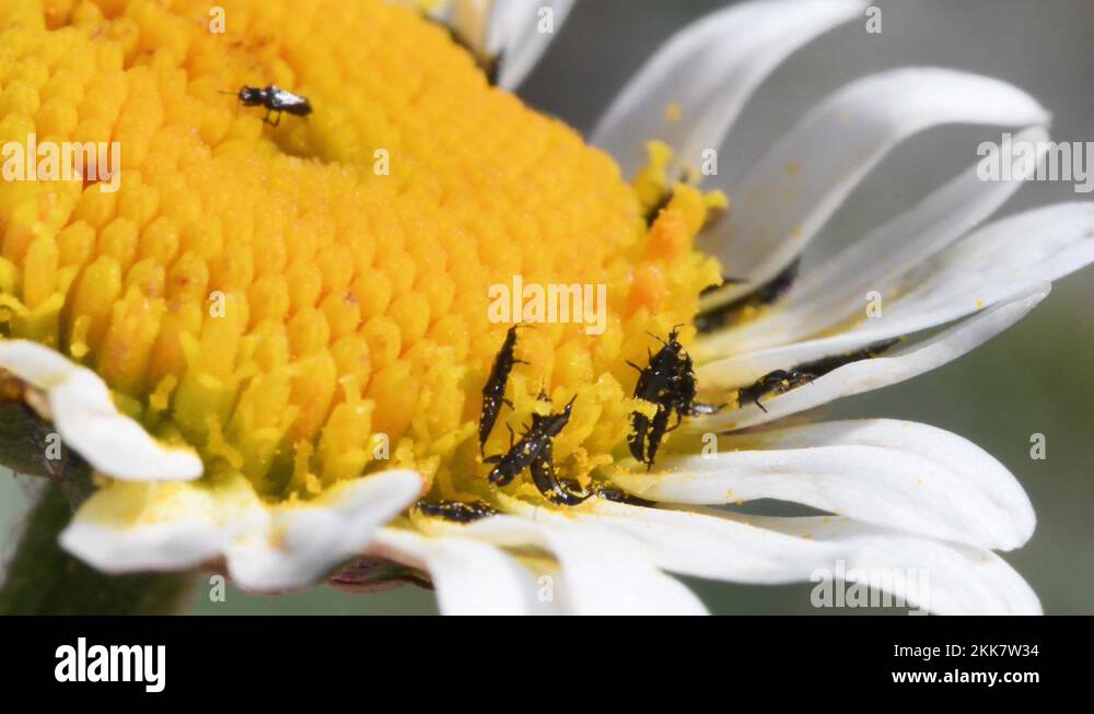 Thrips on daisy, (order Thysanoptera) slender insects Stock Video ...