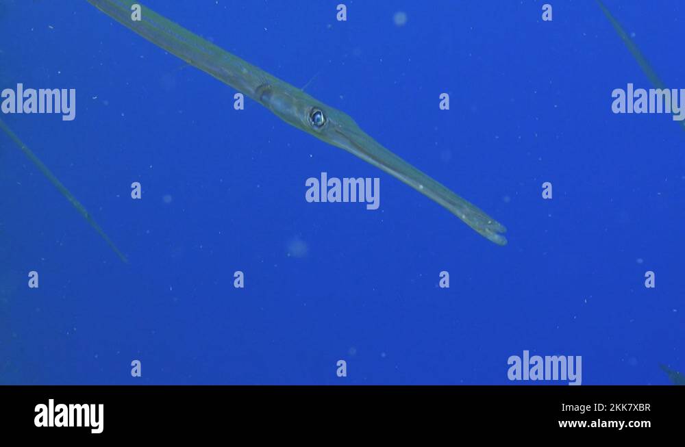 Blue cornetfish Stock Videos & Footage - HD and 4K Video Clips - Alamy