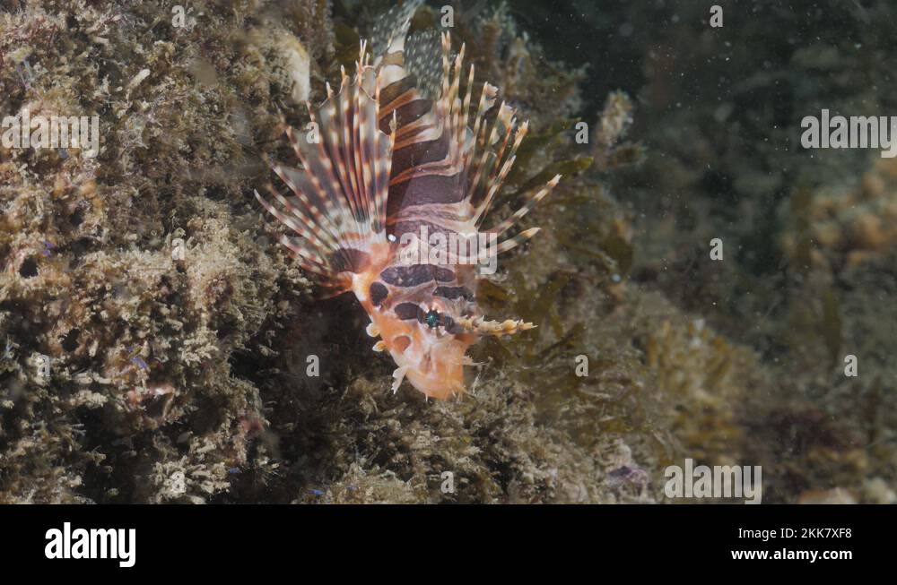 A colourful deadly Lion fish sits on a reef structure while displaying ...
