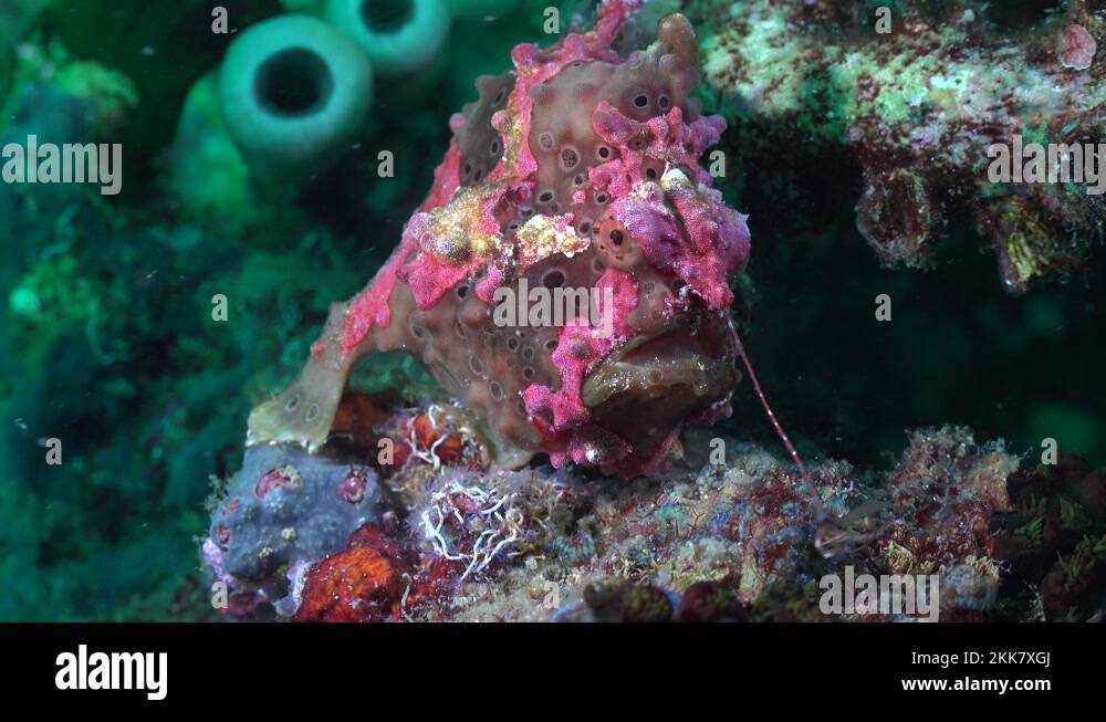 Dark green arty frogfish sitting on coral reef in the Philippines ...