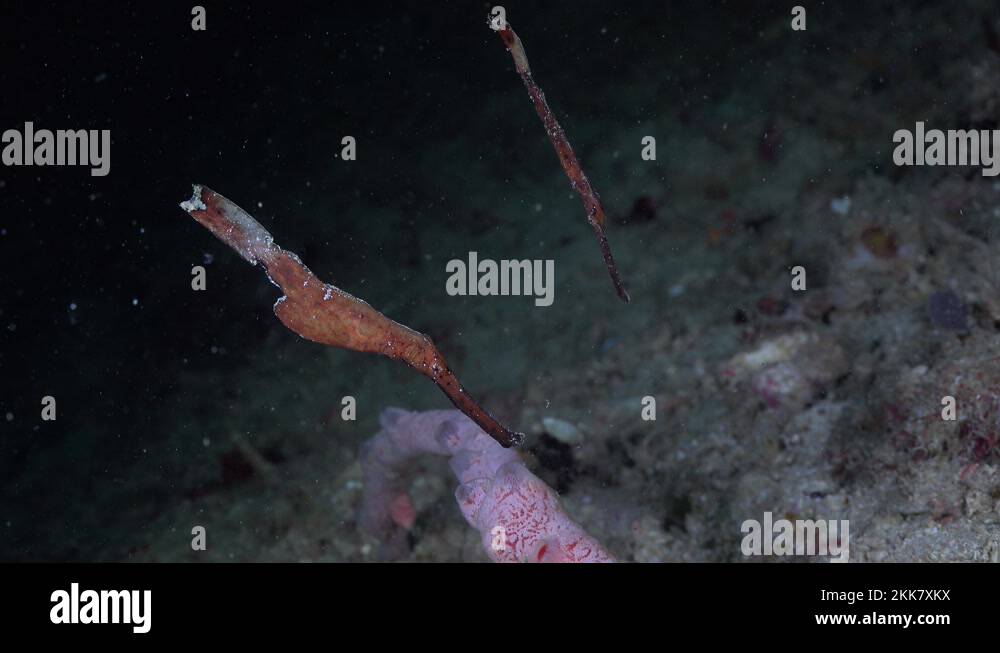Two brown robust ghost pipefishes on sandy coral reef in the ...