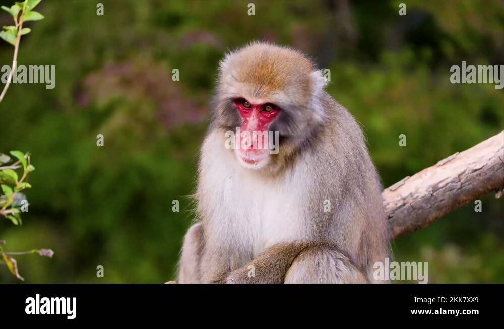 Red face monkey Stock Videos & Footage - HD and 4K Video Clips - Alamy