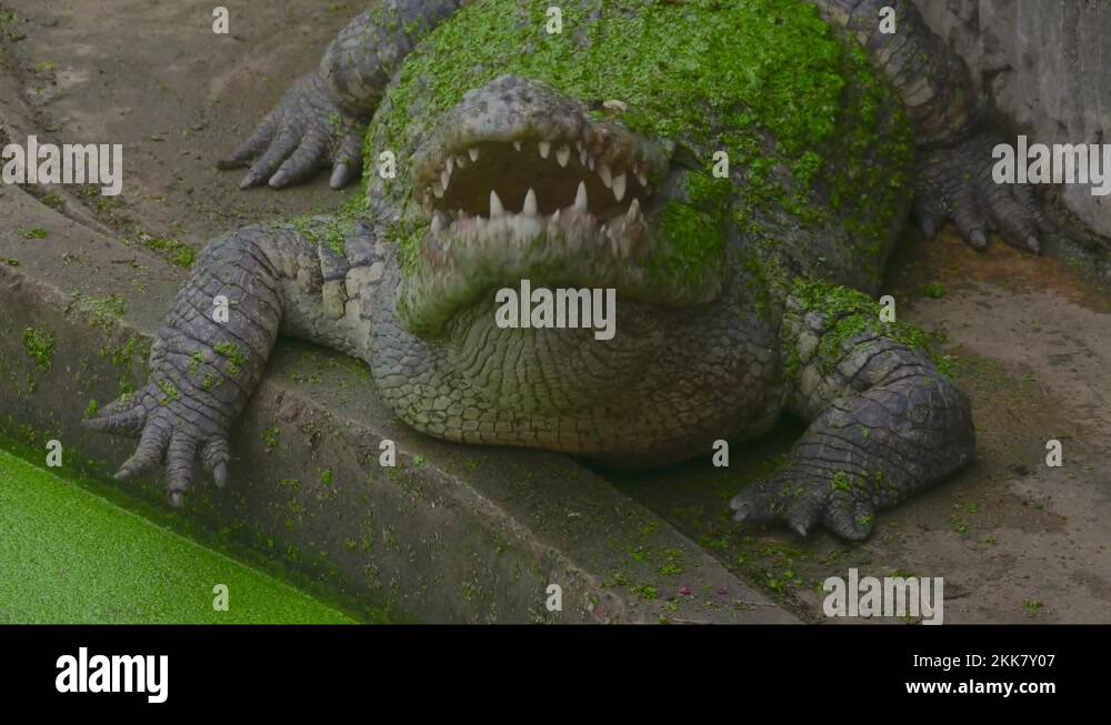 Chicken rod Stock Videos & Footage - HD and 4K Video Clips - Alamy