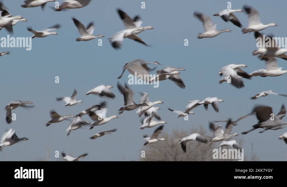 Flock snow geese Stock Videos & Footage - HD and 4K Video Clips - Alamy