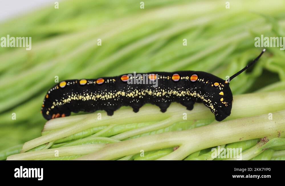 Black larva of the moth, Hyles gallii in nagano prefecture, Japan. A ...