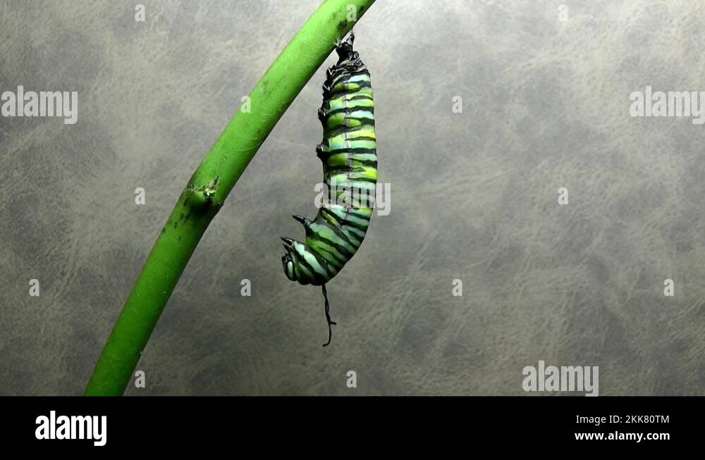 Cocoon to butterfly stages Stock Videos & Footage - HD and 4K Video ...