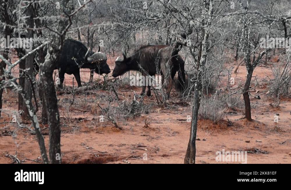 Cape buffalo south africa Stock Videos & Footage - HD and 4K Video ...