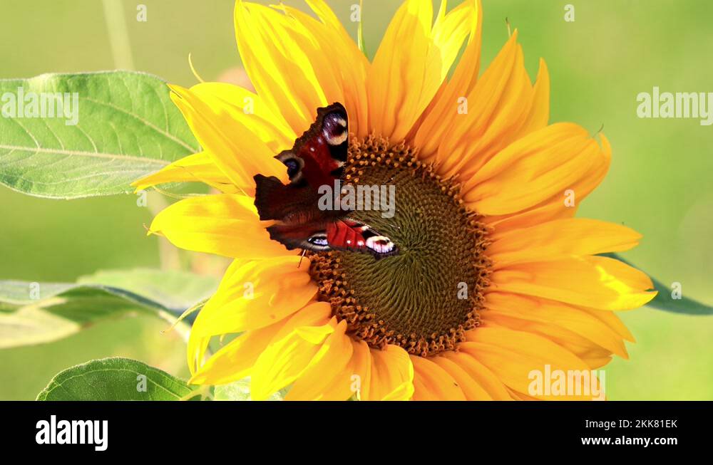 Peacock Sunflower Stock Videos And Footage Hd And 4k Video Clips Alamy