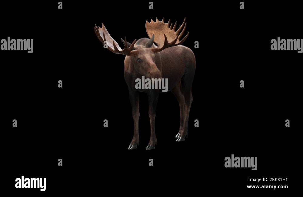 Palmate antler Stock Videos & Footage - HD and 4K Video Clips - Alamy