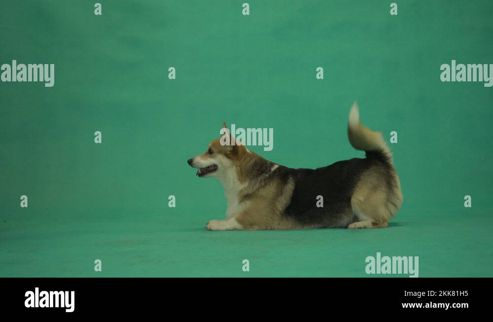 dog crawling on a green screen. Welsh corgi training. Chroma key Stock ...