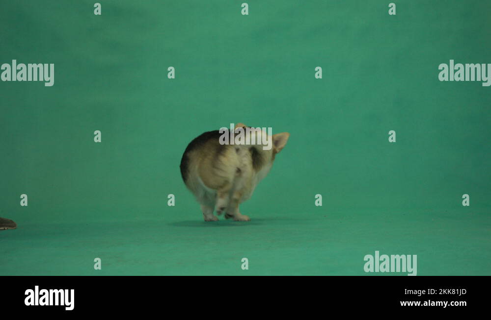 dog dancing on a green screen. Welsh corgi training. Chroma key Stock ...