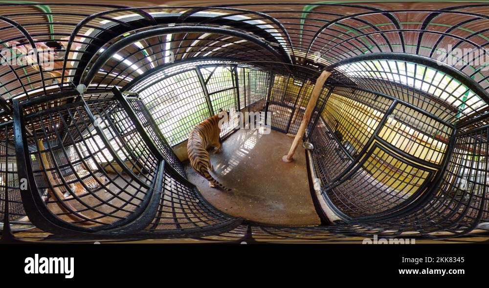 Davao Crocodile Park, Philippines. Virtual tour 360 Stock Video Footage ...