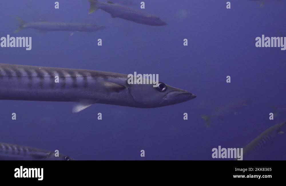 Barracuda Swimm peacefully In The Blue Water 4K close up fish ...