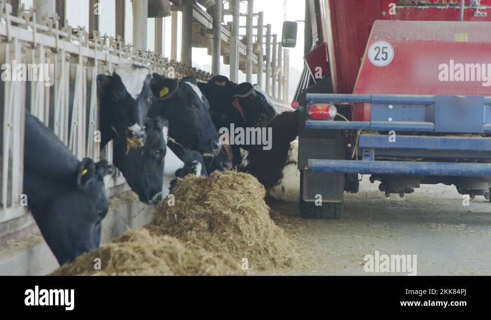 Cow feeding with a Self-propelled TMR mixer in a dairy farm Stock Video ...