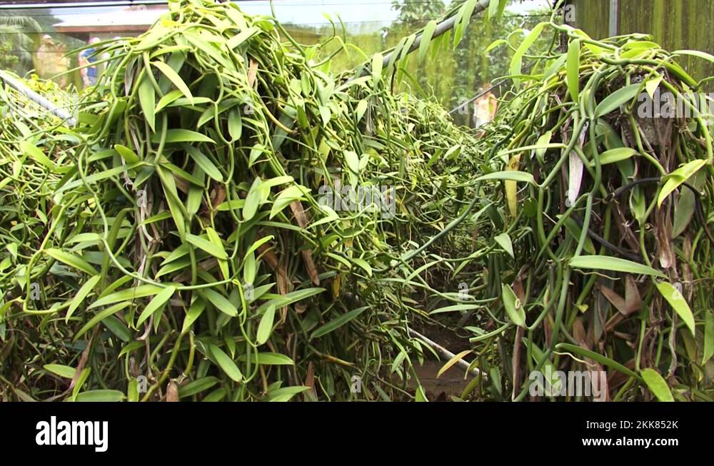 Vanilla plants and Tourists visiting a Vanilla farm in Raiatea, Society ...