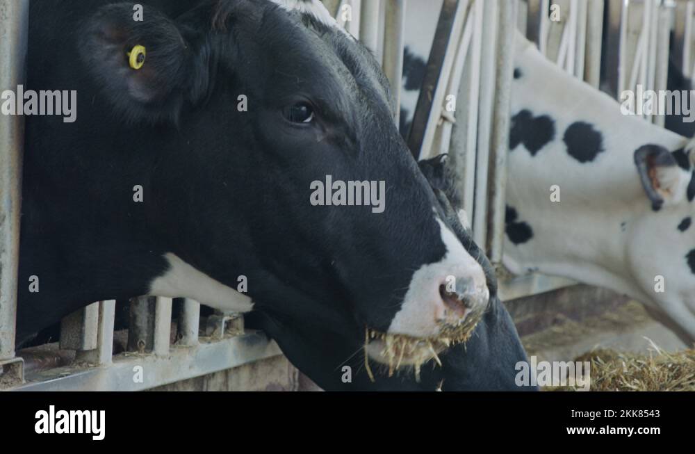 Cows eating Silage in a large dairy farm, milk production Stock Video ...