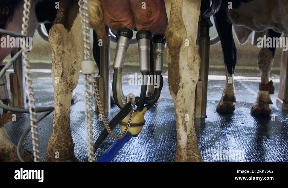 Milking process of cows in a large dairy farm Stock Video Footage - Alamy