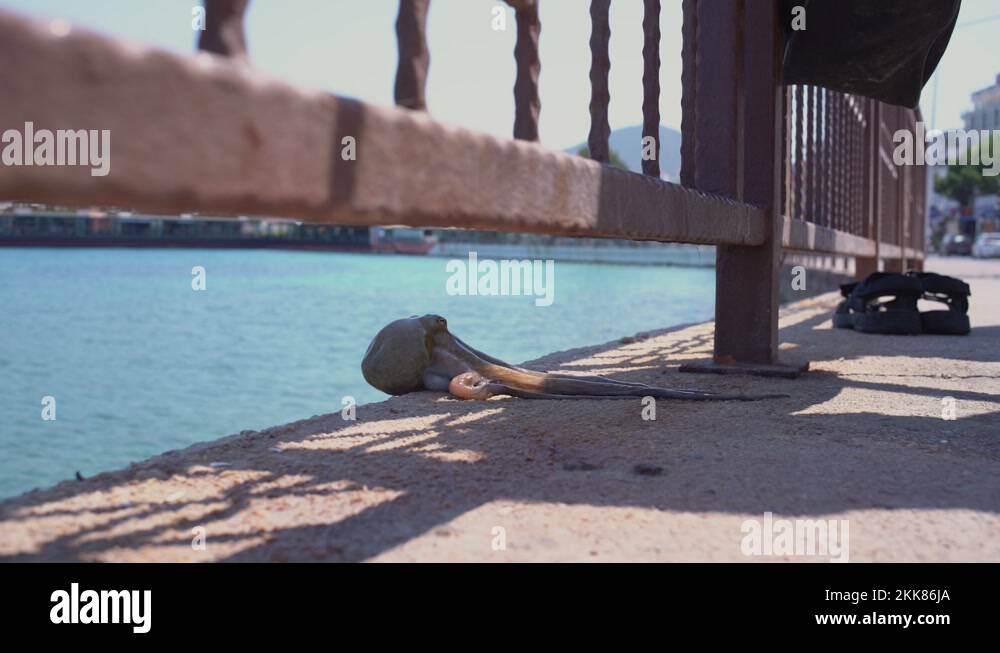 Octopus water slide Stock Videos & Footage - HD and 4K Video Clips - Alamy