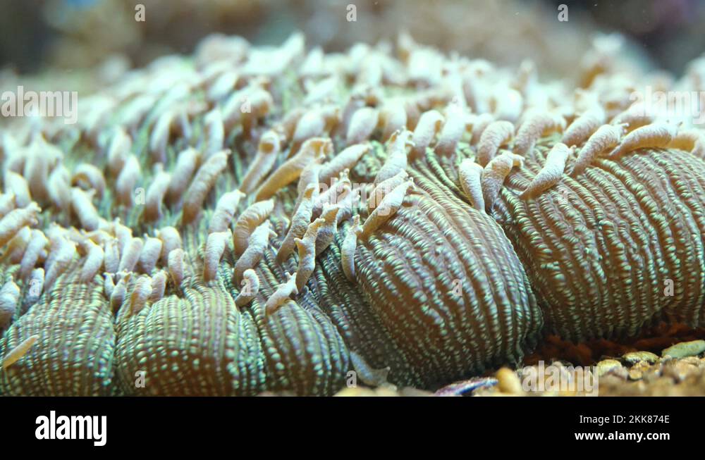 Coral reef mushroom coral Stock Videos & Footage - HD and 4K Video ...