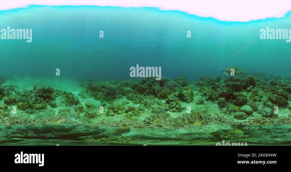 Underwater 360 Stock Videos & Footage - HD and 4K Video Clips - Alamy