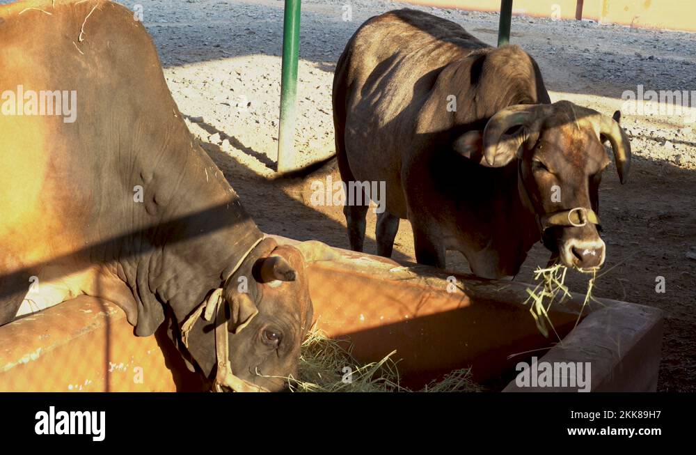 Bos Indicus Taurus Stock Videos And Footage Hd And 4k Video Clips Alamy