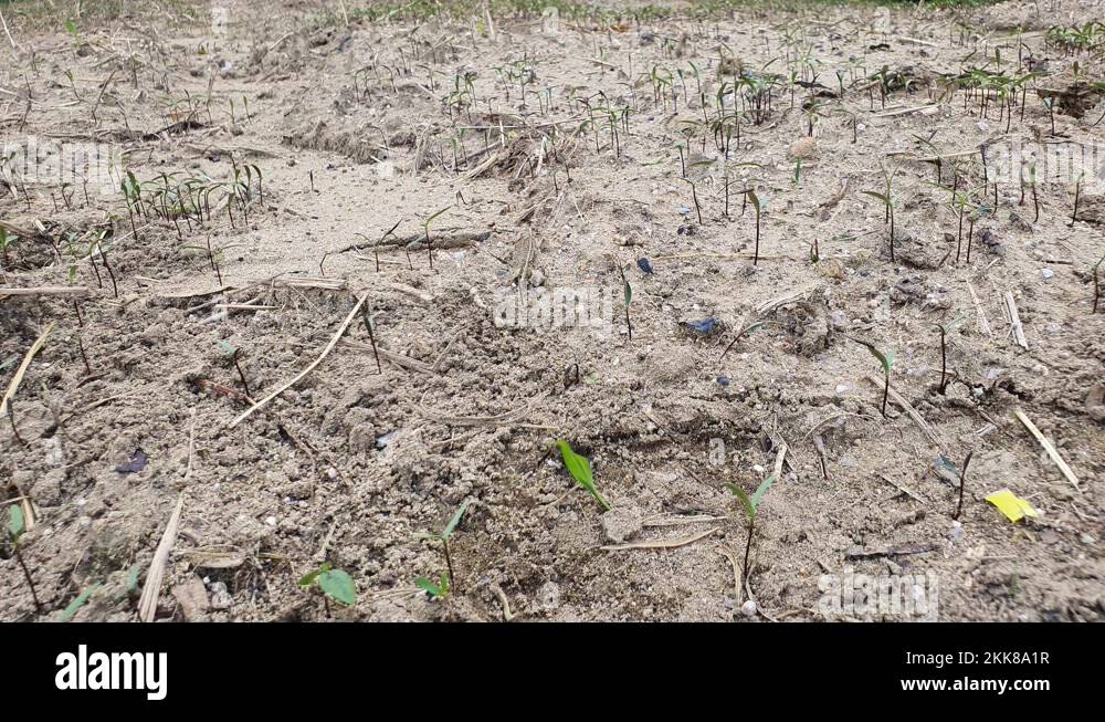 Desolate land Stock Videos & Footage - HD and 4K Video Clips - Alamy