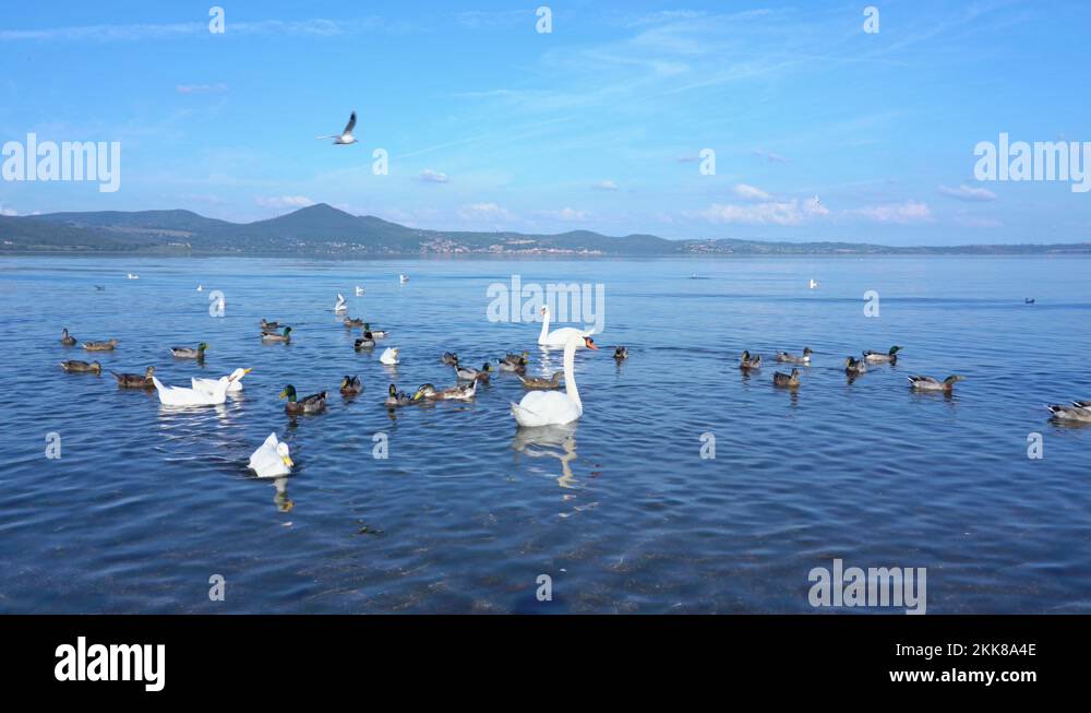 Swans playing Stock Videos & Footage - HD and 4K Video Clips - Alamy