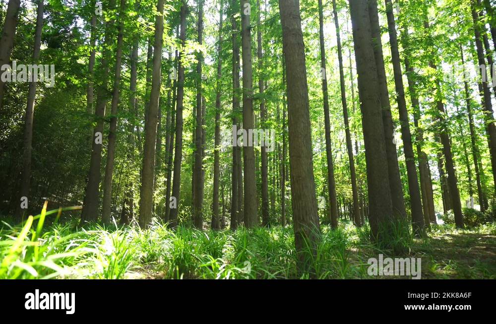 Straight tree Stock Videos & Footage - HD and 4K Video Clips - Alamy