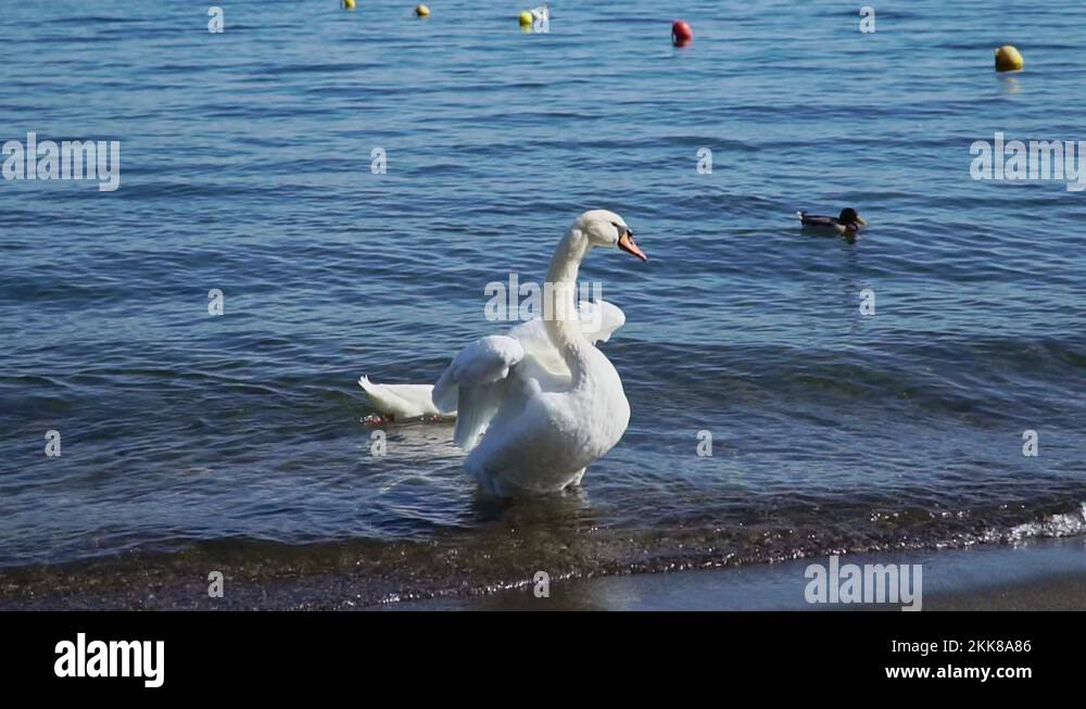 Swan flapping its wings Stock Videos & Footage - HD and 4K Video Clips ...