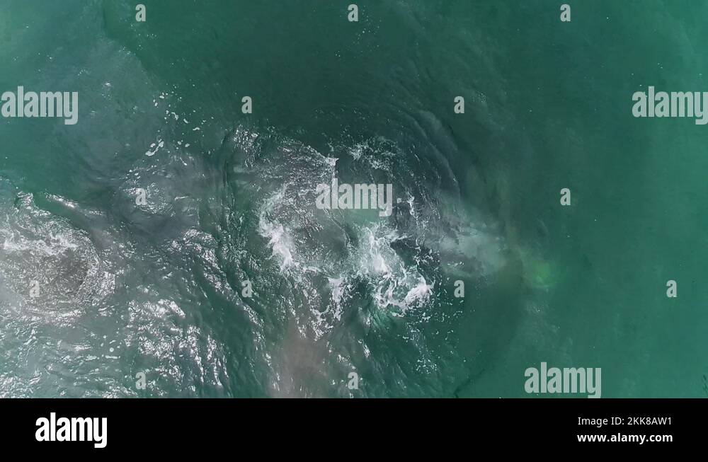 Whalesfromabove Stock Videos & Footage - HD and 4K Video Clips - Alamy