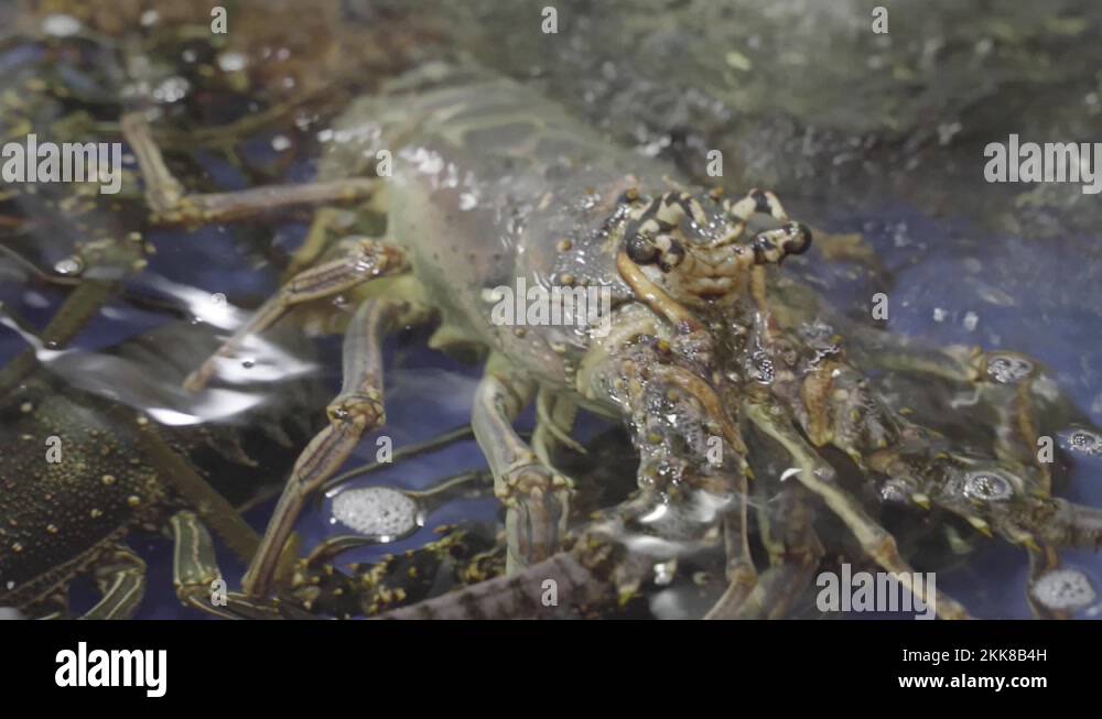 Raw live lobster swimming Stock Videos & Footage - HD and 4K Video ...
