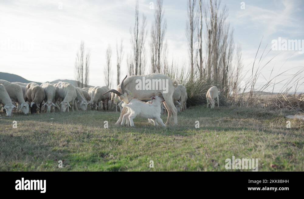 Breed sheep sucking Stock Videos & Footage - HD and 4K Video Clips - Alamy