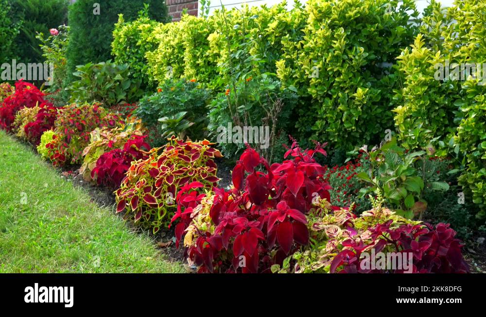 Coleus landscape Stock Videos & Footage - HD and 4K Video Clips - Alamy
