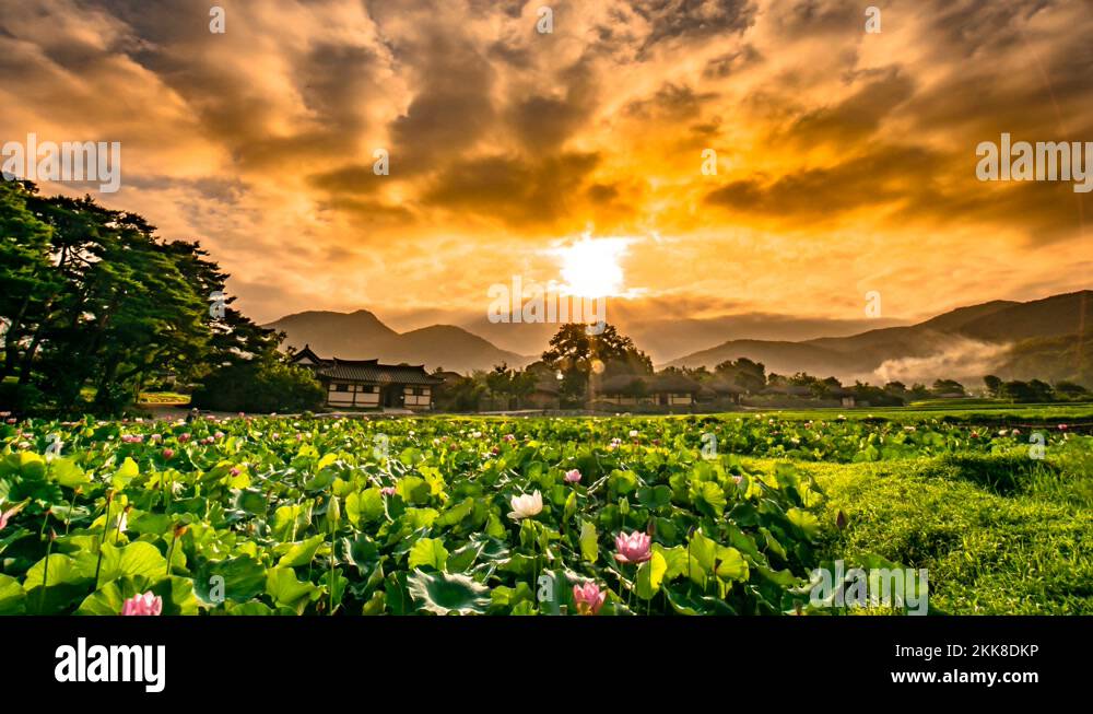 Sunrise of Asan Oeam village where lotus flower blooms beautifully ...