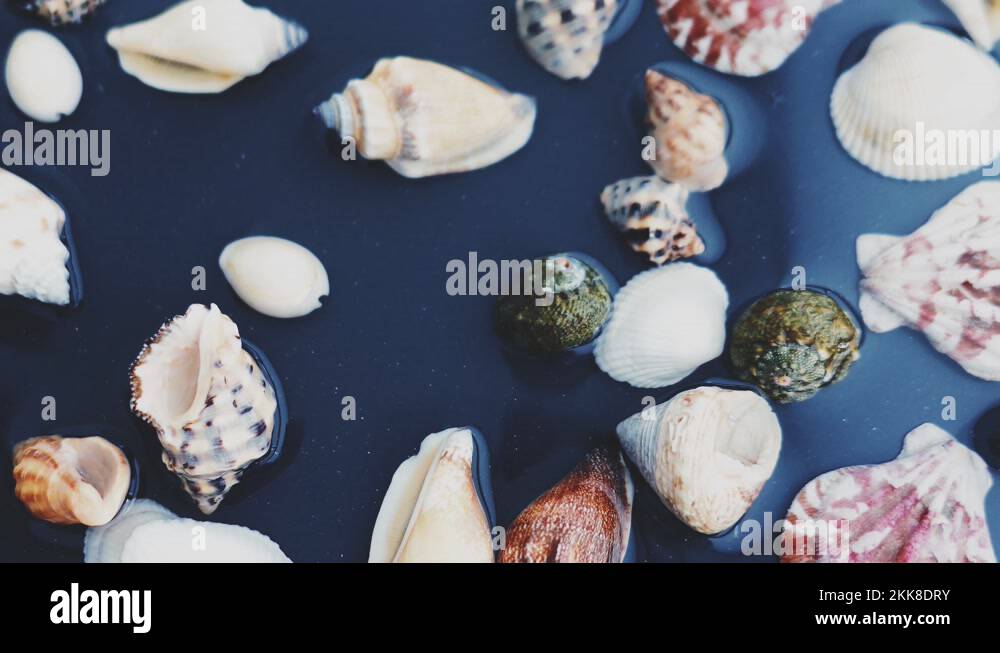 Dark shells Stock Videos & Footage - HD and 4K Video Clips - Alamy