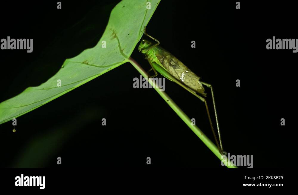 Katydidsinthailand Stock Videos & Footage - HD and 4K Video Clips - Alamy