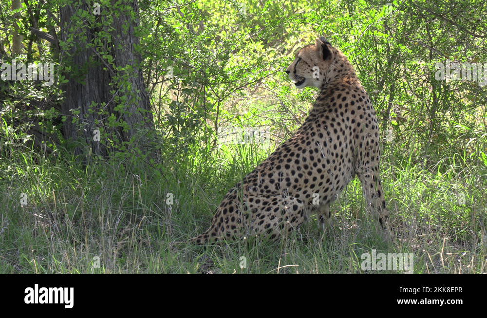 Cheetah alert Stock Videos & Footage - HD and 4K Video Clips - Alamy