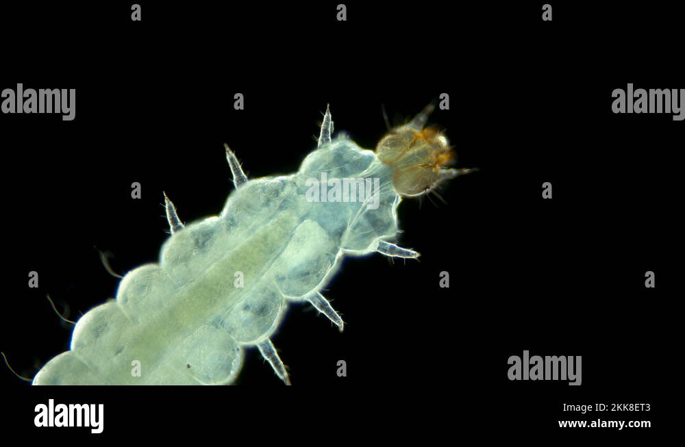 Larva of the flour beetle Stock Videos & Footage - HD and 4K Video ...