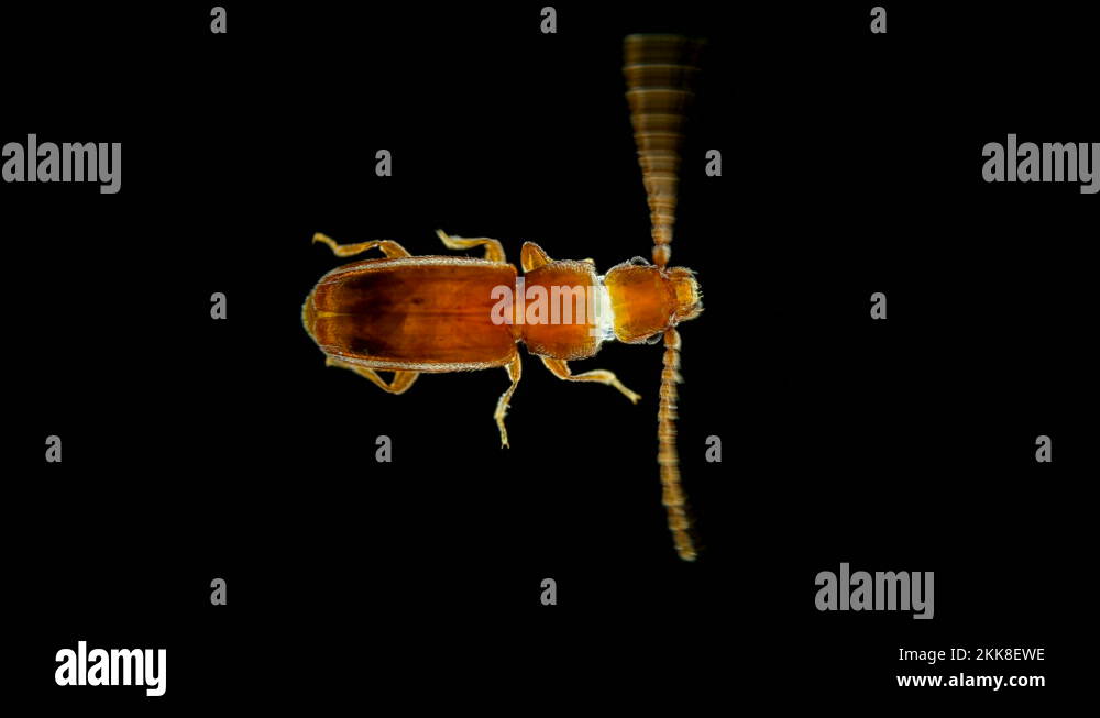 Pest science Stock Videos & Footage - HD and 4K Video Clips - Alamy