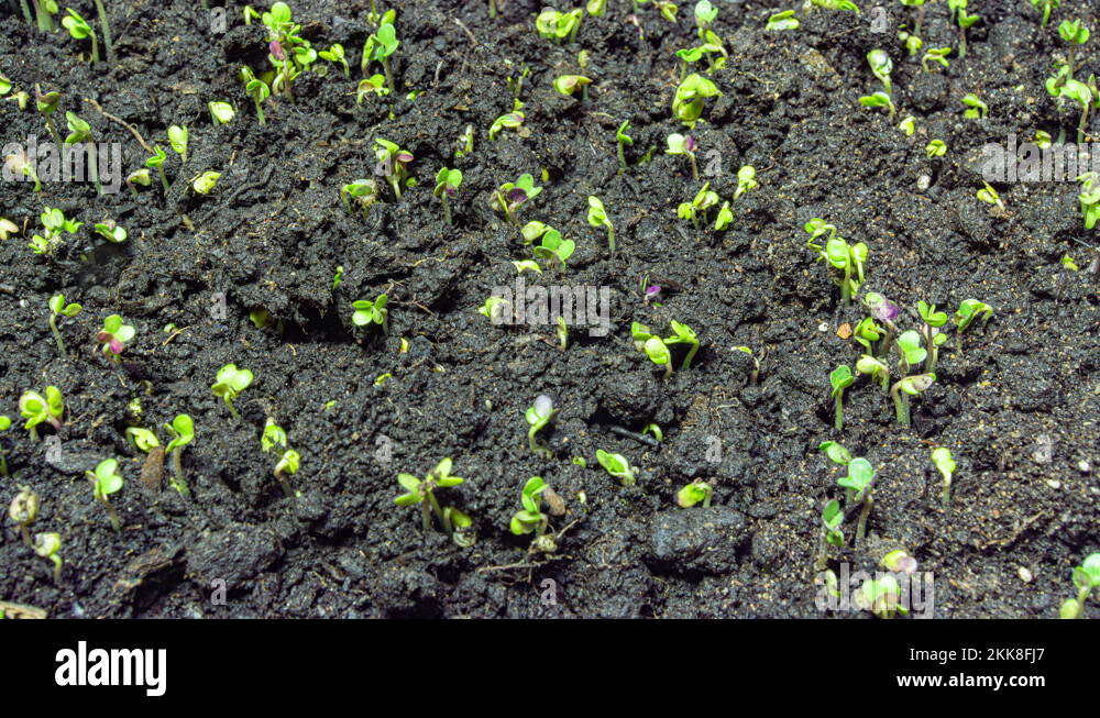 Mustard seedling Stock Videos & Footage - HD and 4K Video Clips - Alamy