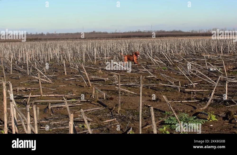 Dead crops Stock Videos & Footage - HD and 4K Video Clips - Alamy