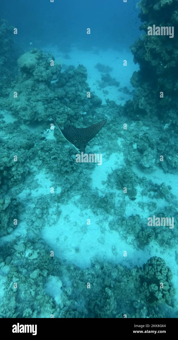 Eagleray swims over coral reef. Close-up of Ocellated eagle ray ...