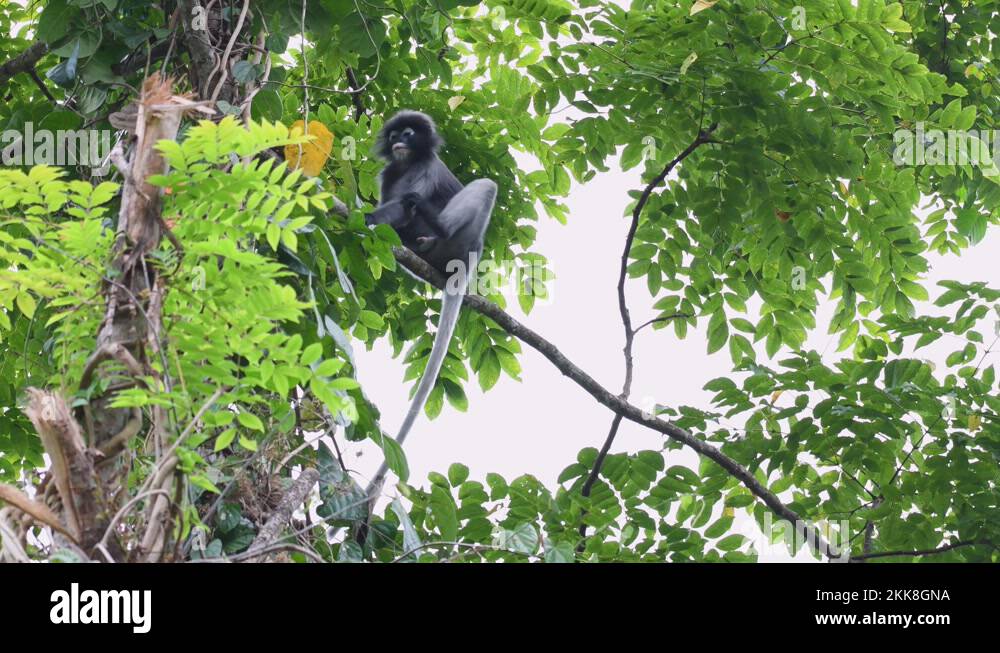 Spectacled Leaf Monkey, Trachypithecus obscurus, 4K Footage; seen from ...