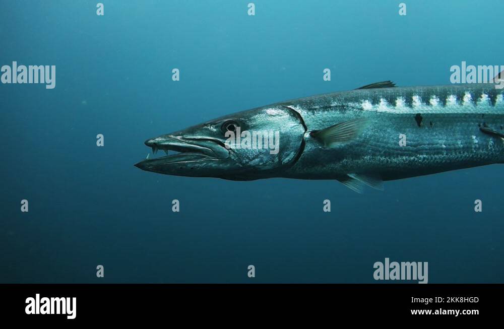 Apex predator Stock Videos & Footage - HD and 4K Video Clips - Alamy