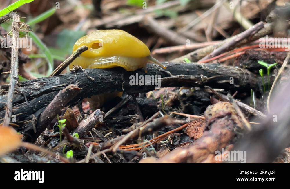 Yellow secretion Stock Videos & Footage - HD and 4K Video Clips - Alamy