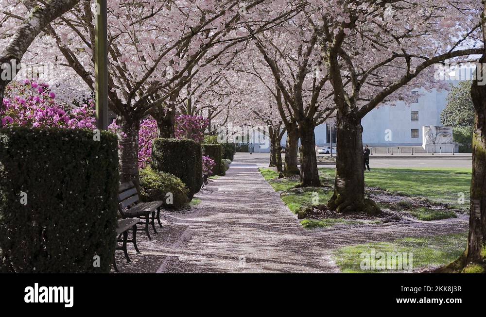 Path under cherry blossom trees Stock Videos & Footage - HD and 4K ...
