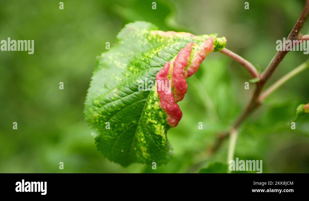 Parasitic galls Stock Videos & Footage - HD and 4K Video Clips - Alamy
